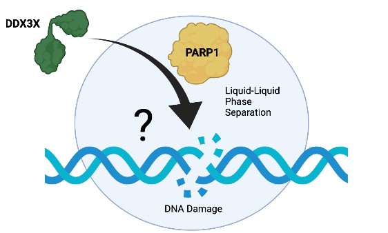 Alter ego: RNA helicase is recruited to sites of DNA damage | Fred ...