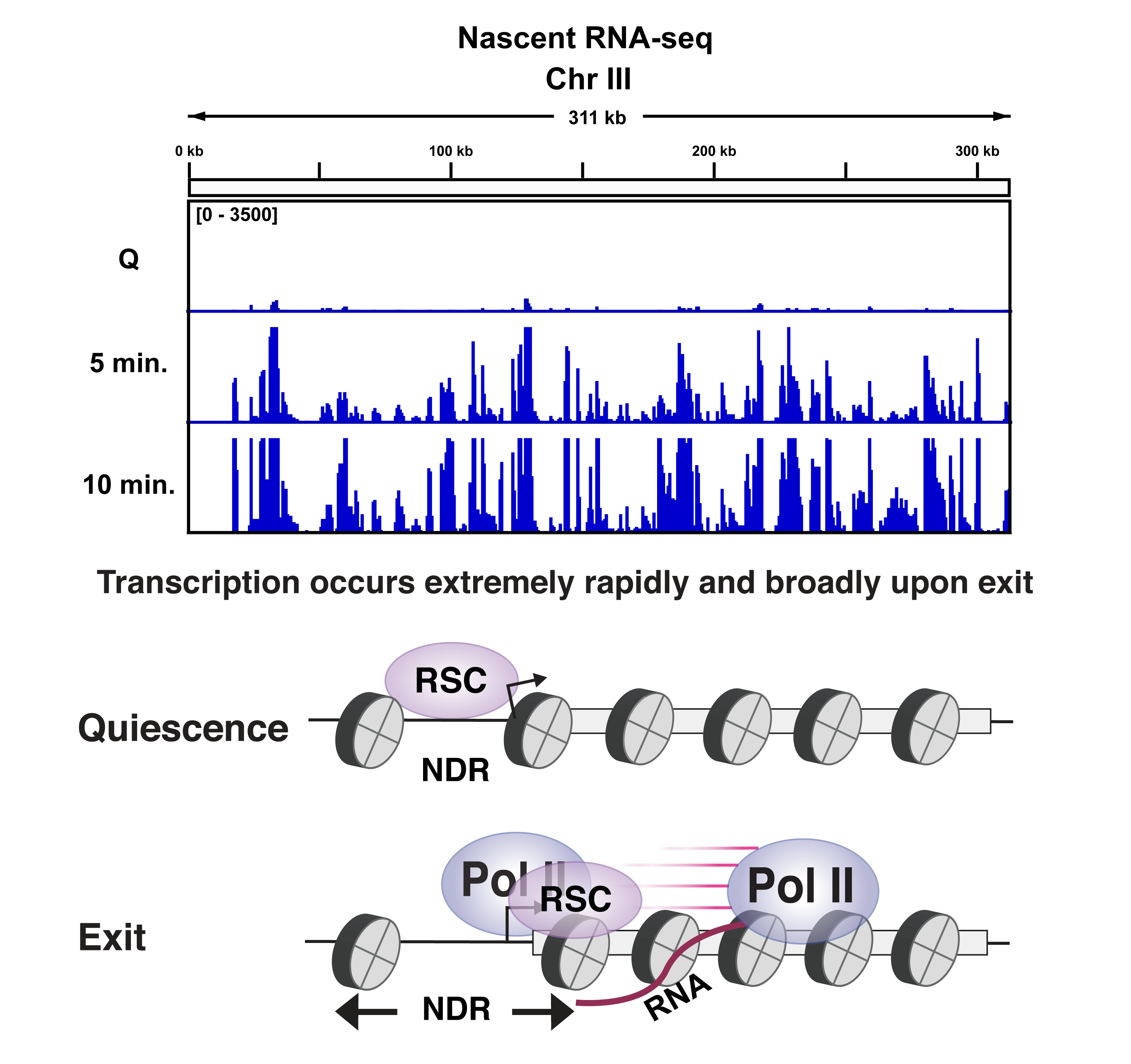 Rude Awakening: examining the cell’s rapid recovery from quiescence ...