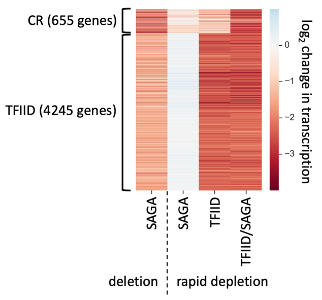 The TFIID SAGA: new roles in transcription | Fred Hutchinson Cancer Center