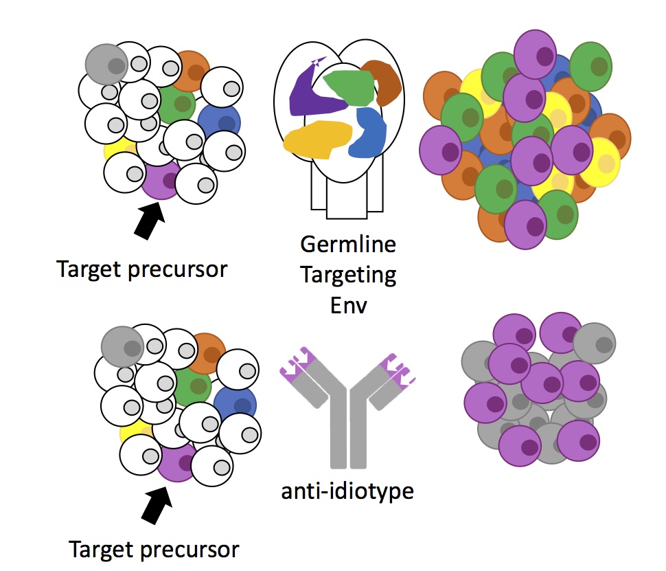 Creating antibodies with antibodies | Fred Hutchinson Cancer Center