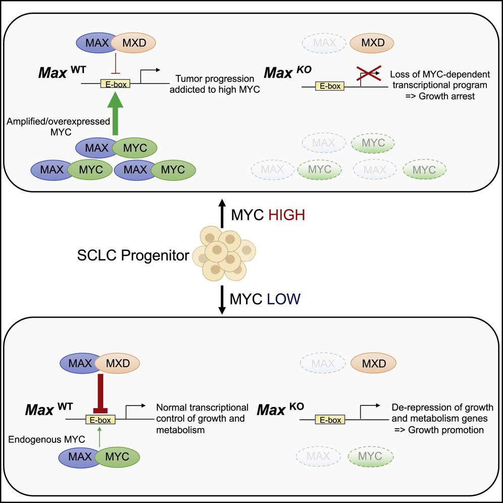MAX is a context-dependent tumor suppressor in small cell lung ...