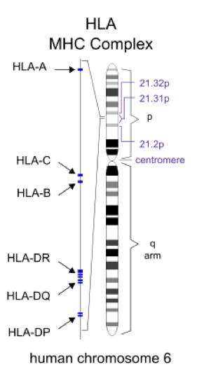 HLA-B leader sequences influence graft-versus-host-disease - Fred Hutch