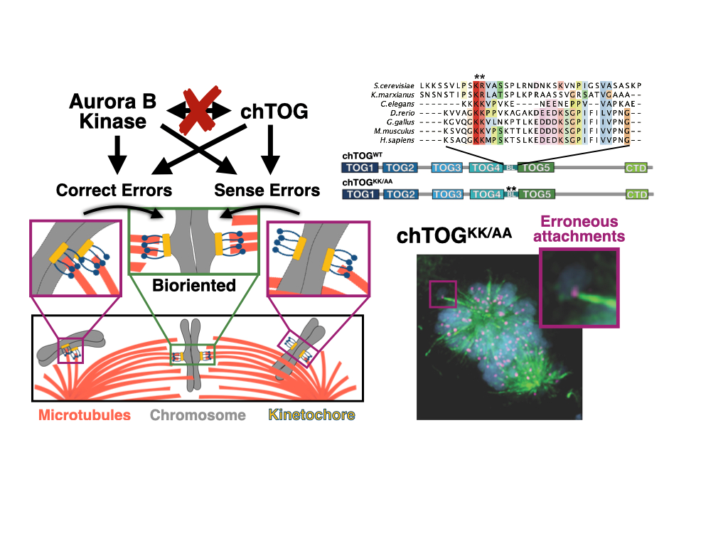Pulling it together: Uncovering a role for chTOG at the kinetochores ...