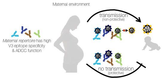 Defining the role of maternal neutralizing antibodies in mother-to ...