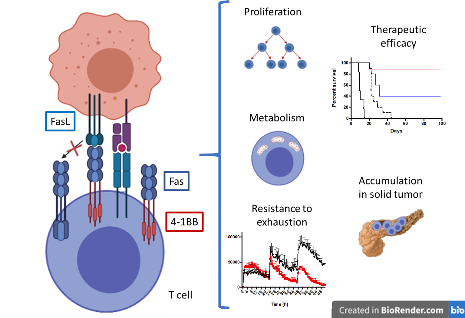 Rewiring T cell death signaling enhances T cell function and ...