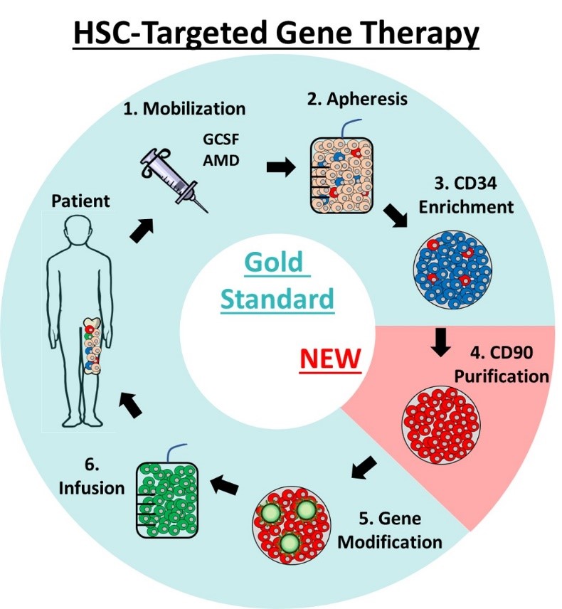 Gene Therapy Diagram