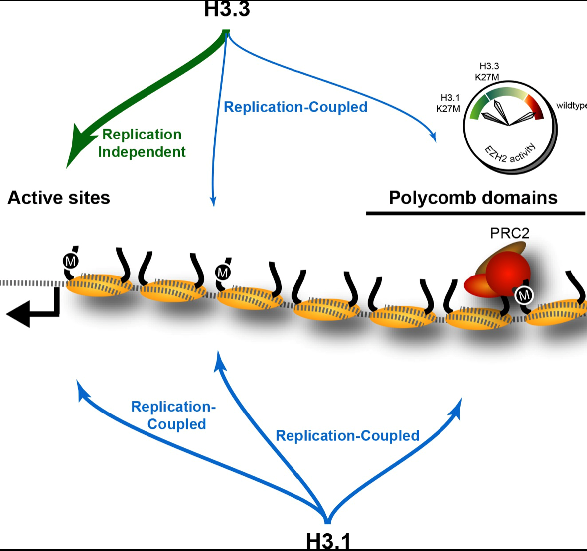 Oncohistones: A Vicious Cycle - Fred Hutch