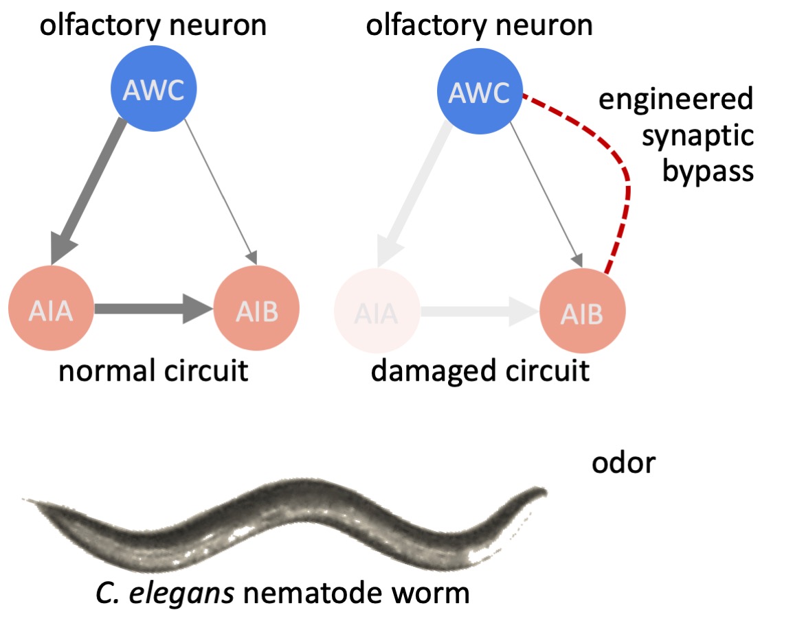 Synthetic rewiring of damaged neural circuits | Fred Hutchinson Cancer ...