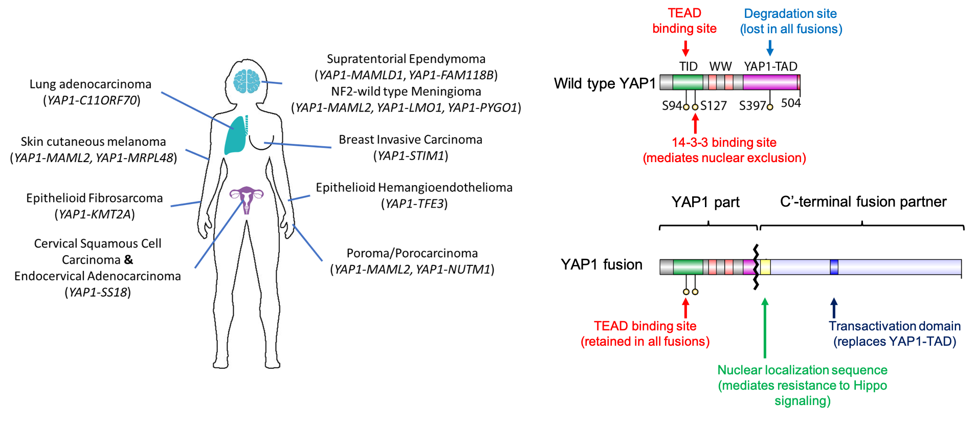YAP1 gene fusions are oncogenic drivers in several tumor types and ...