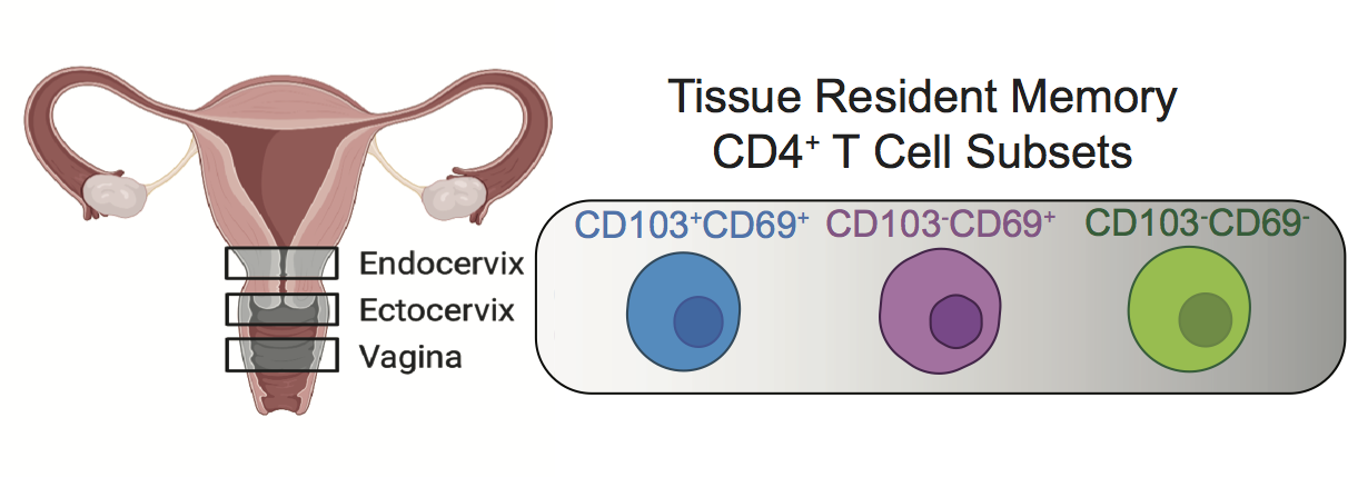 A closer look at T cells across the female reproductive tract - Fred Hutch