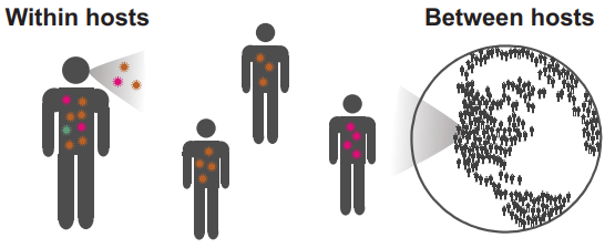 Probing the evolution of Influenza at high resolution | Fred Hutchinson ...