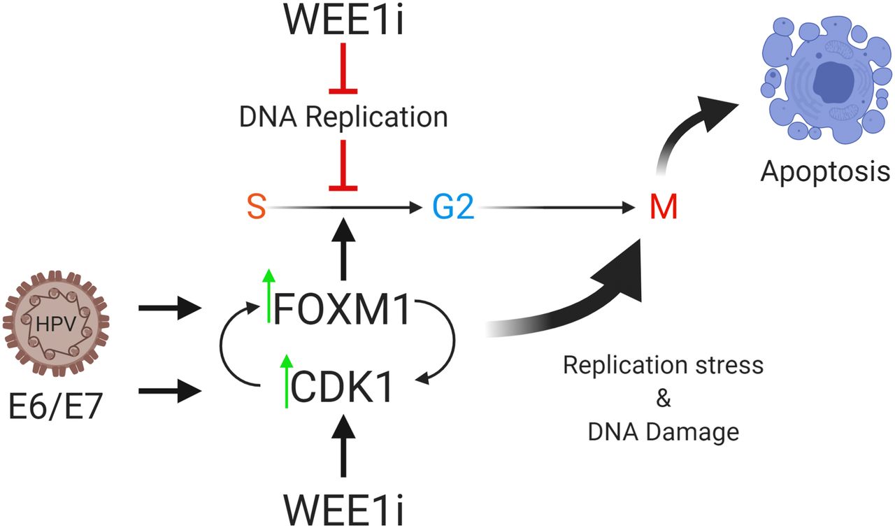WEE1i treatment acts on profound cell cycle dysregulation in HPV ...