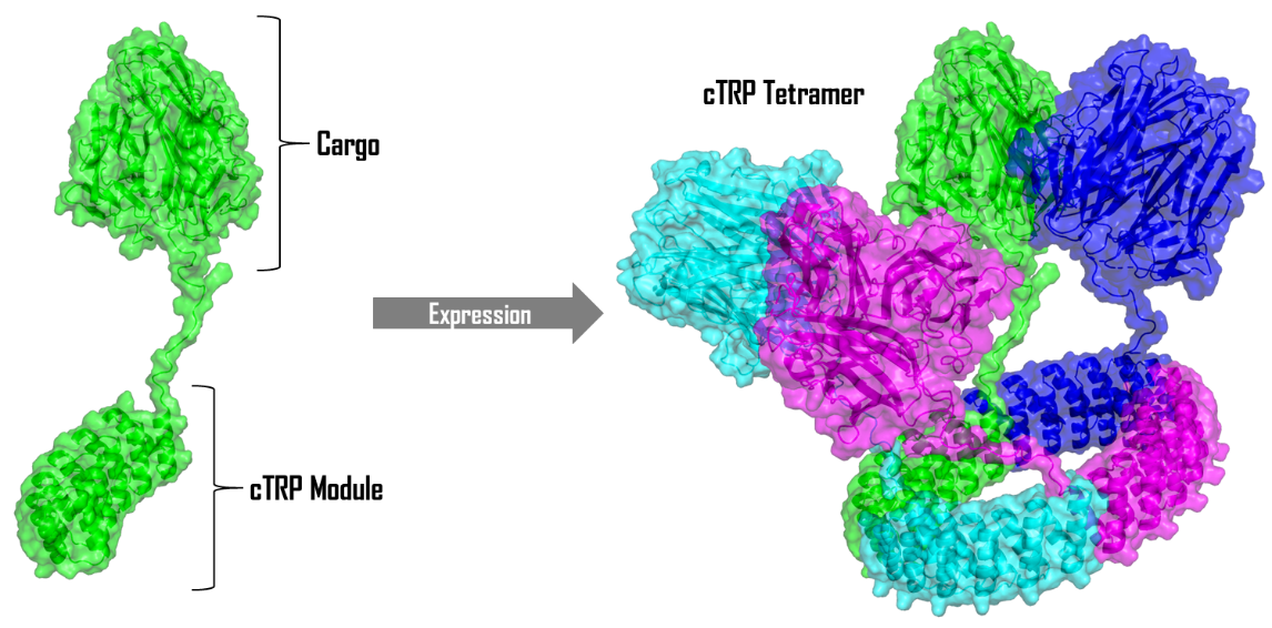 Circular tandem repeat protein scaffold binds a variety of functional ...