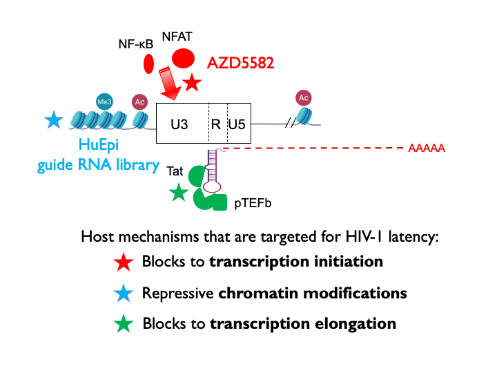 License to Kill: Latency HIV-CRISPR pinpoints how to blow latent HIV’s ...