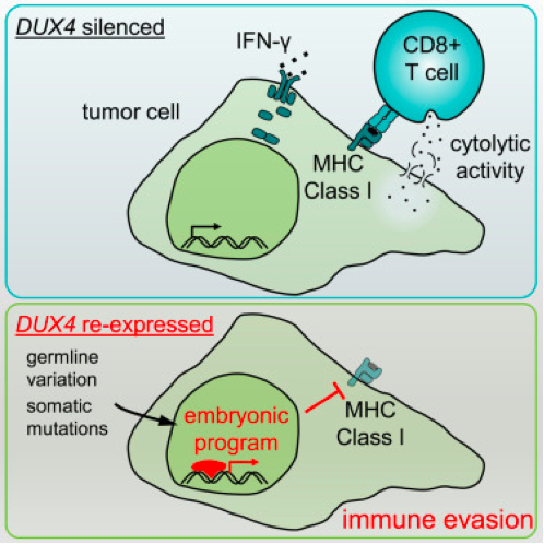 DUX4 rears its head in cancers to fend off the immune system | Fred ...