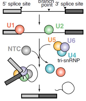 RNA components of the spliceosome are regulatory. | Fred Hutchinson ...
