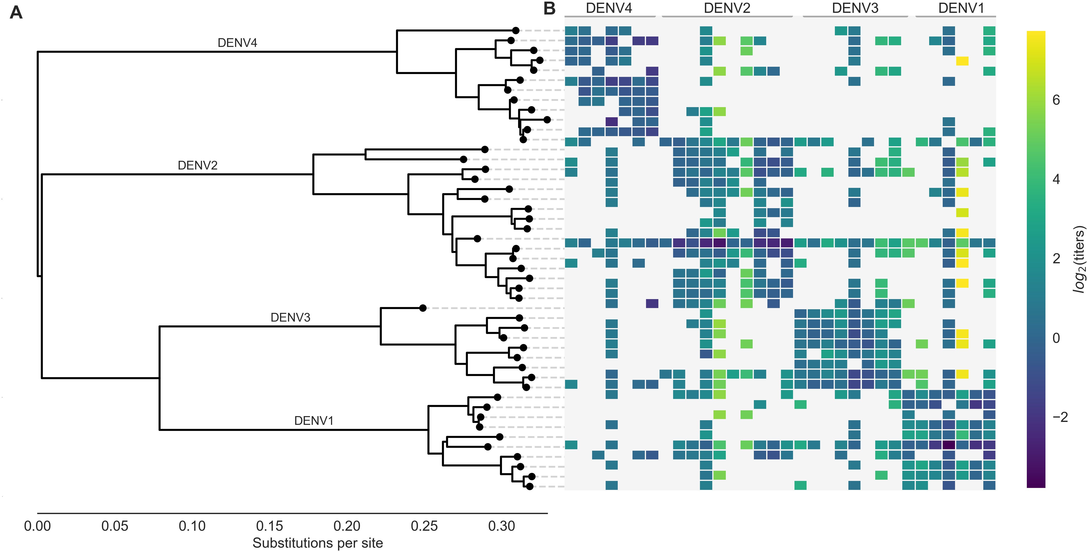 Dengue virus evolution drives multiple disease outcomes | Fred ...