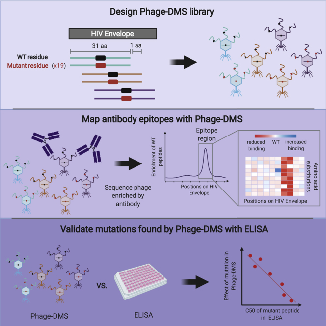 Phage display libraries and deep mutational scanning to map antibody ...