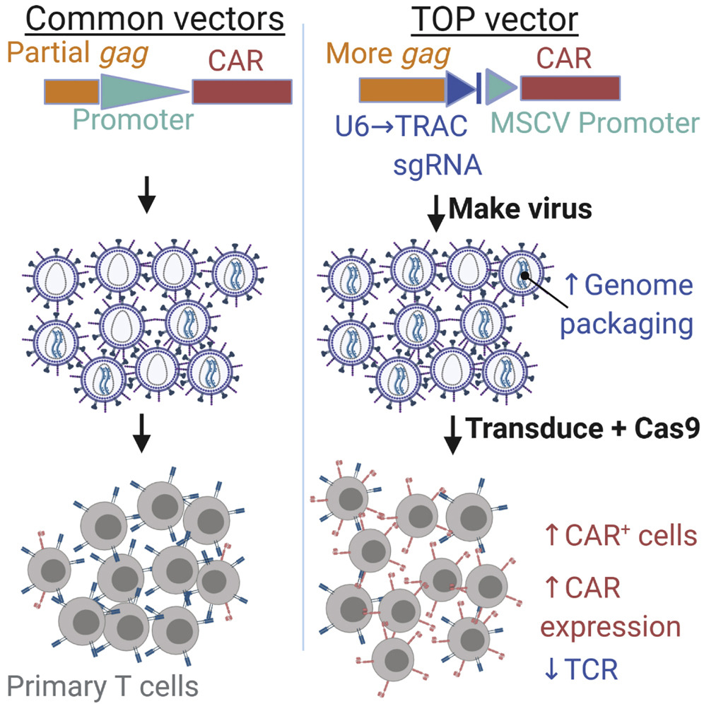 TOP delivery of CRISPR-Cas9 machinery to primary T cells | Fred ...