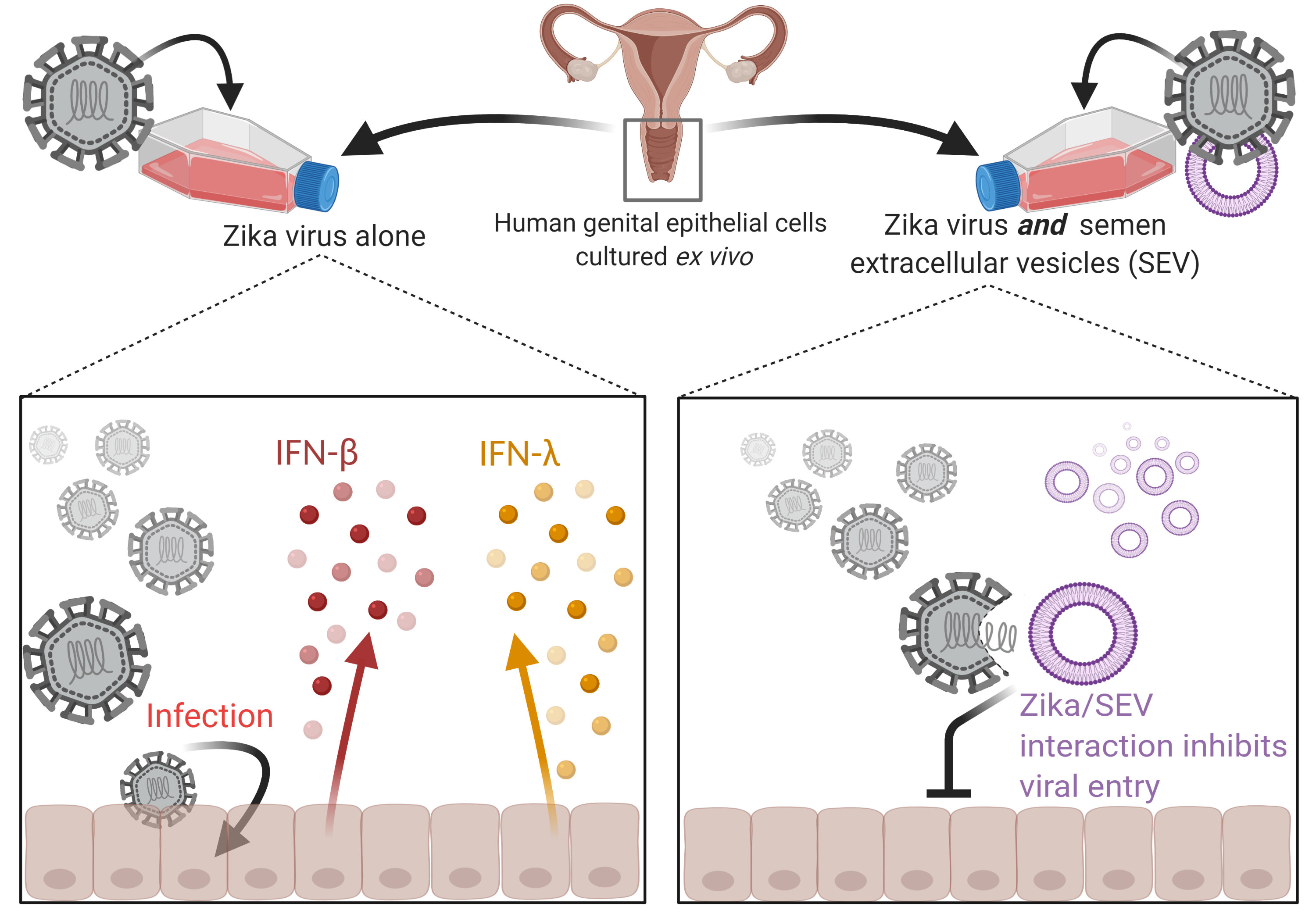 Seminal extracellular vesicles modulate ZIKV infection | Fred ...