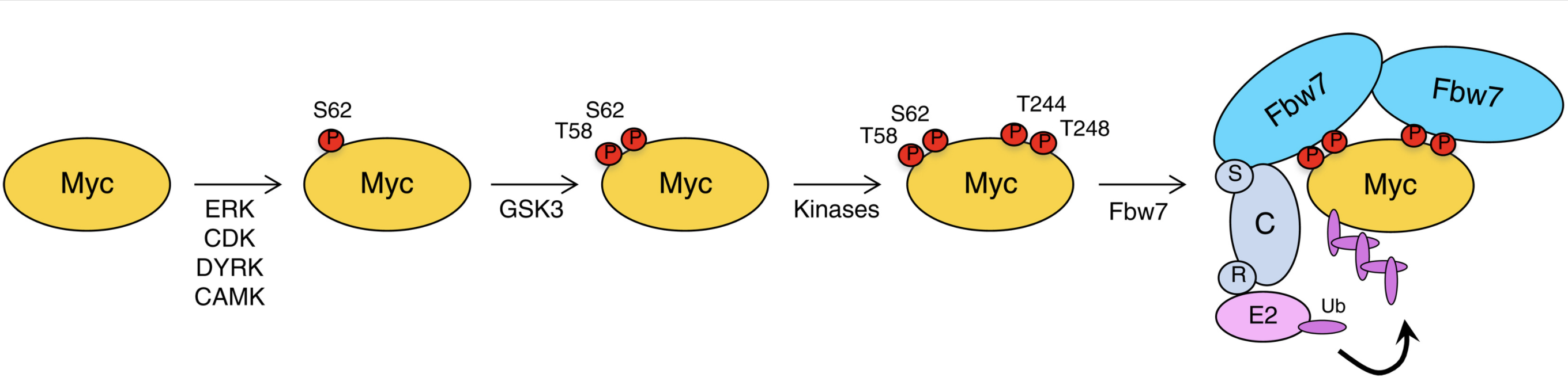 Stabilization or degradation? A long-standing Myc model amended | Fred ...