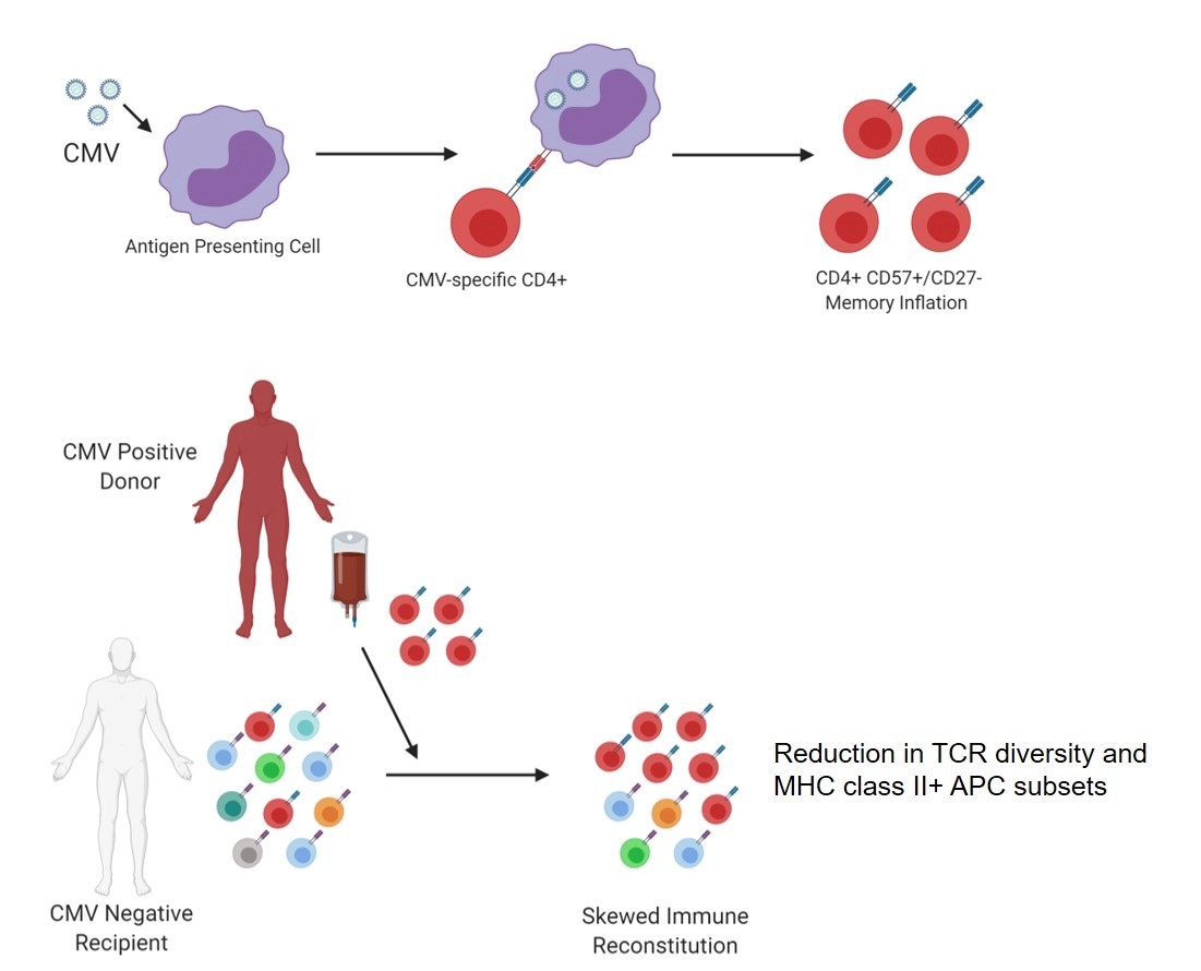 A lasting impression: CMV exposure imprints donor T cell phenotypes ...