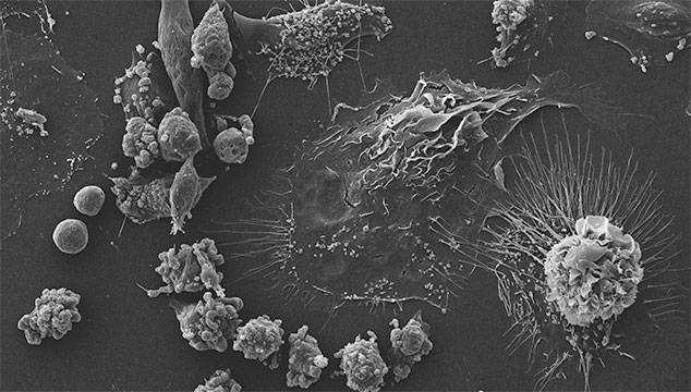 Electron Microscope Images Of Cells