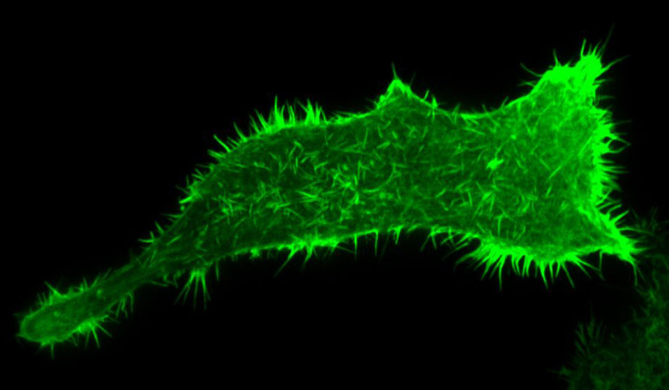Cellular Imaging | Fred Hutchinson Cancer Center