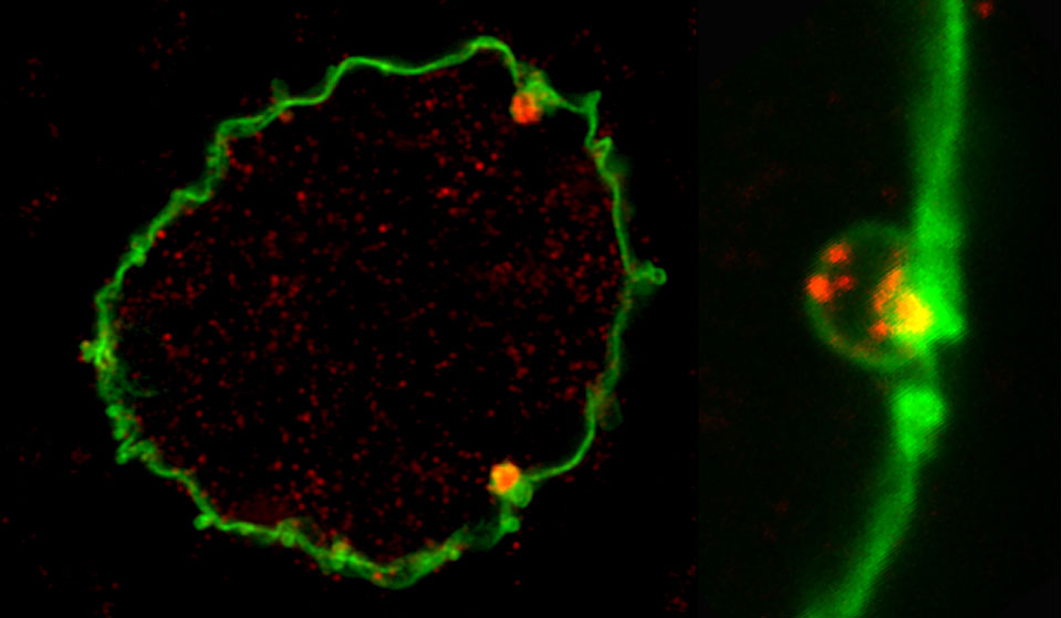 Cellular Imaging - Fred Hutch