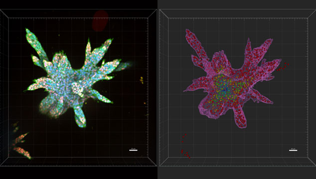 Cellular Imaging | Fred Hutchinson Cancer Center