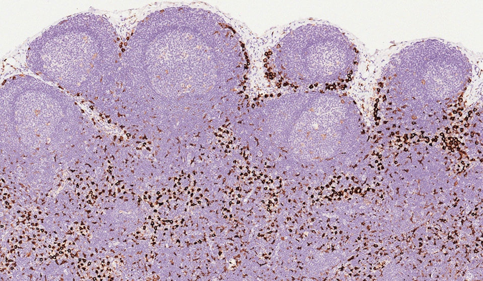 Cellular Imaging | Fred Hutchinson Cancer Center