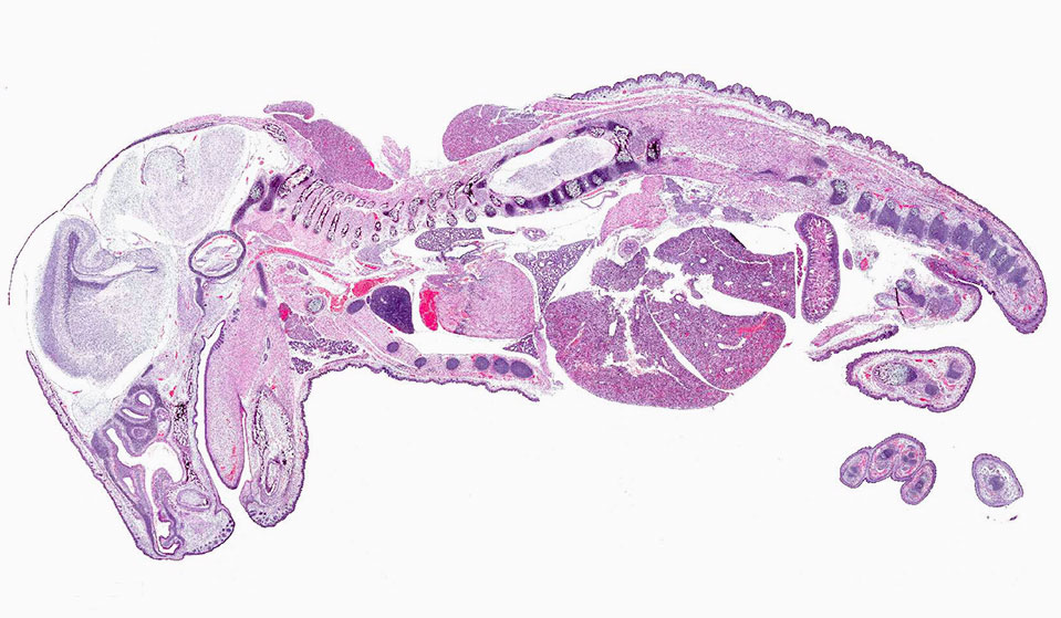 Experimental Histopathology | Fred Hutchinson Cancer Center