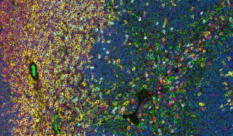 Experimental Histopathology: IHC/ISH/Multiplex Services | Fred ...