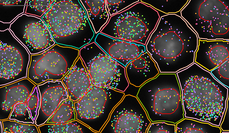 Experimental Histopathology: Spatial Biology Services - Fred Hutch