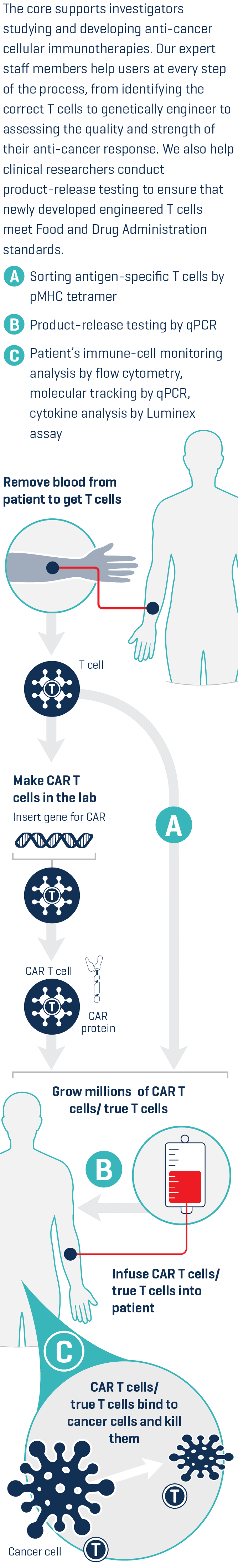 Immune Monitoring: How We Work | Fred Hutchinson Cancer Center