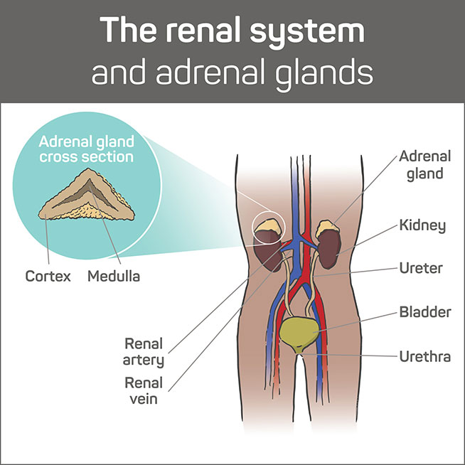 Facts about Adrenal Cancer | Fred Hutchinson Cancer Center