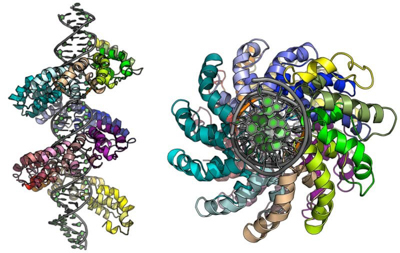 Structural Biologist | Fred Hutchinson Cancer Center
