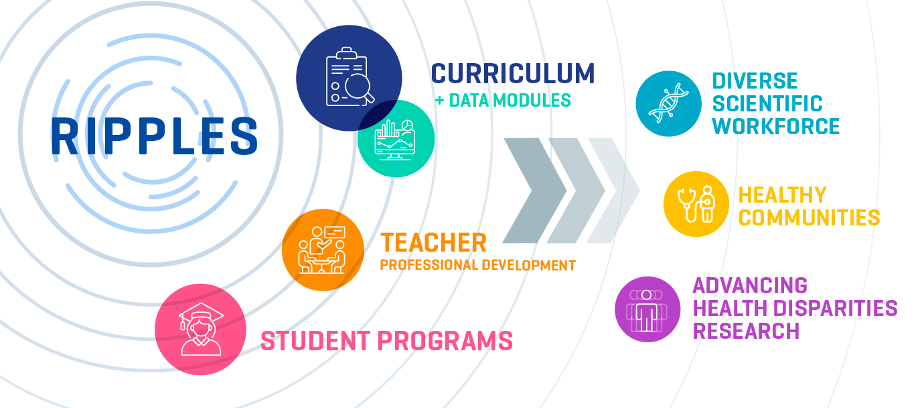 RIPPLES | Fred Hutchinson Cancer Center