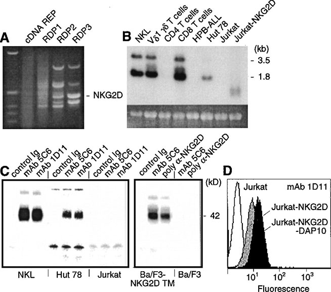 Mouse Hybridoma Clone 5C6 Against Human NKG2D (5C6 Hybridoma, TID 00202 ...
