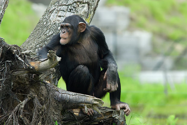 HIV’s unusual family tree | Fred Hutchinson Cancer Center