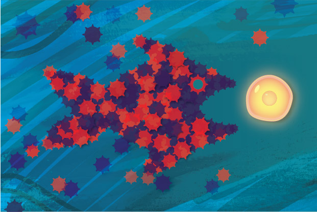 When flu viruses join forces | Fred Hutchinson Cancer Center