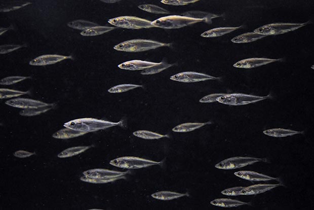 Why fish school: Study uncovers genetic link to social behavior | Fred ...