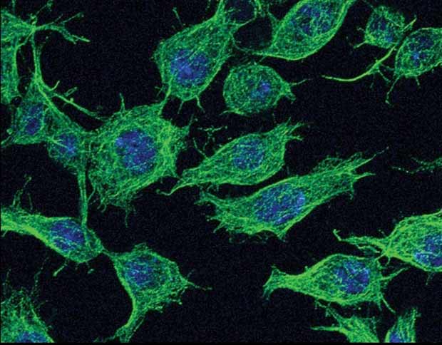 Where science meets art | Fred Hutchinson Cancer Center