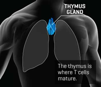thymus function in human body