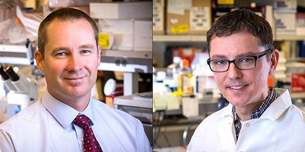 Learning more from T-cell therapy trials | Fred Hutchinson Cancer Center