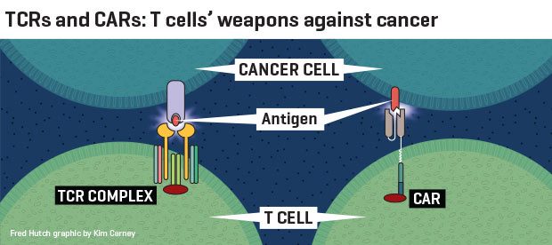 Tinkering with T cells | Fred Hutchinson Cancer Center