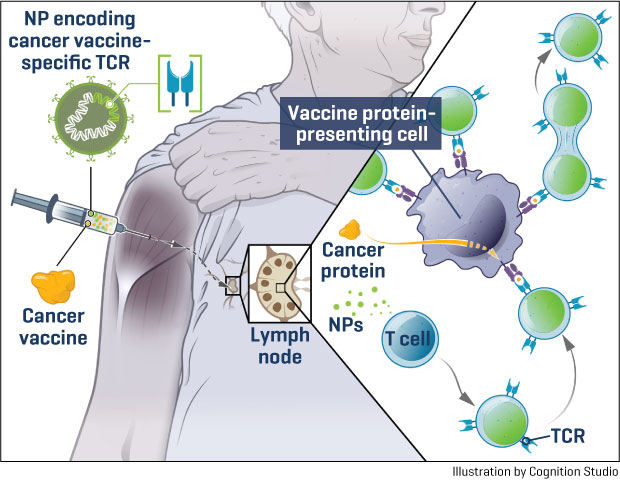 Improving cancer vaccines with T-cell programming nanoparticles | Fred ...