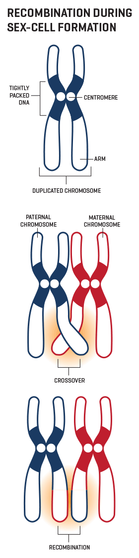Protein plays traffic cop during sex-cell formation | Fred Hutchinson ...