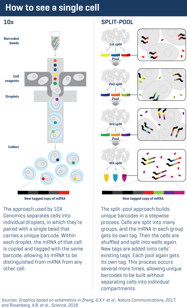 ‘Let the cells tell the story’ | Fred Hutchinson Cancer Center