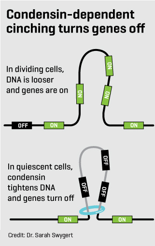 quiescent cells function